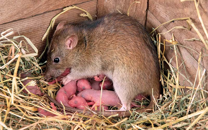 Facts About Rats - Sarkman - United Kingdom