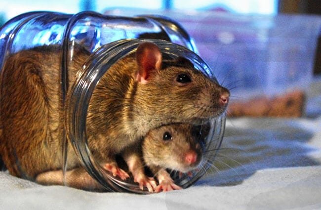 Facts About Rats - Sarkman - United Kingdom