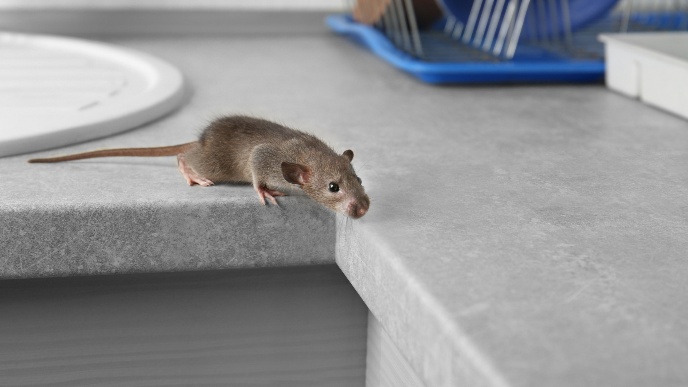 Managing Mouse Infestations in the United Kingdom: Strategies and ...