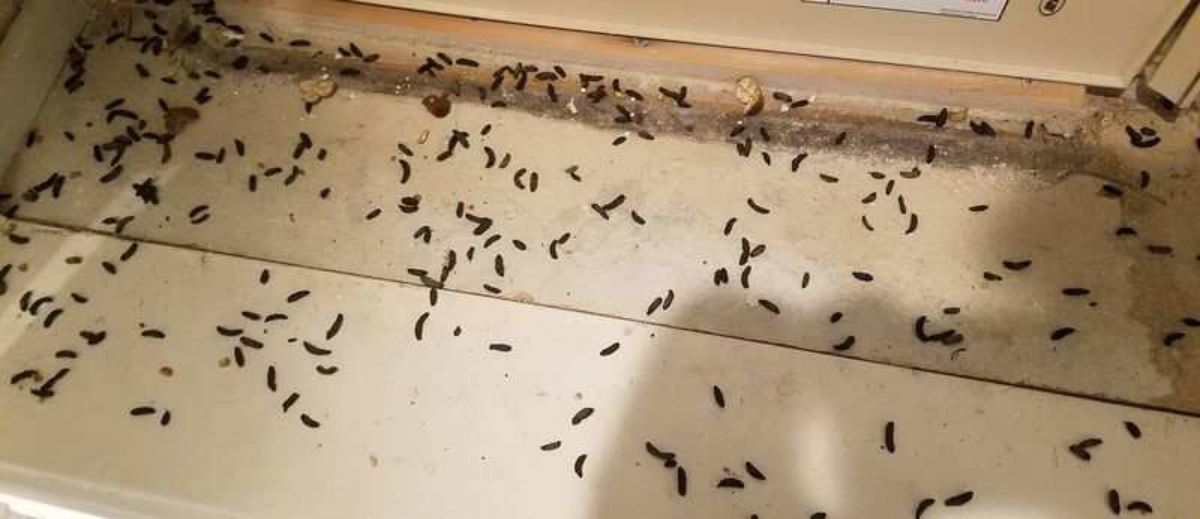 Safely Managing Rodent Droppings: Understanding the Risks and Proper ...