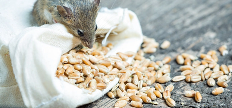 Understanding Rodent Diets and Preventive Measures for Your Home - Sarkman