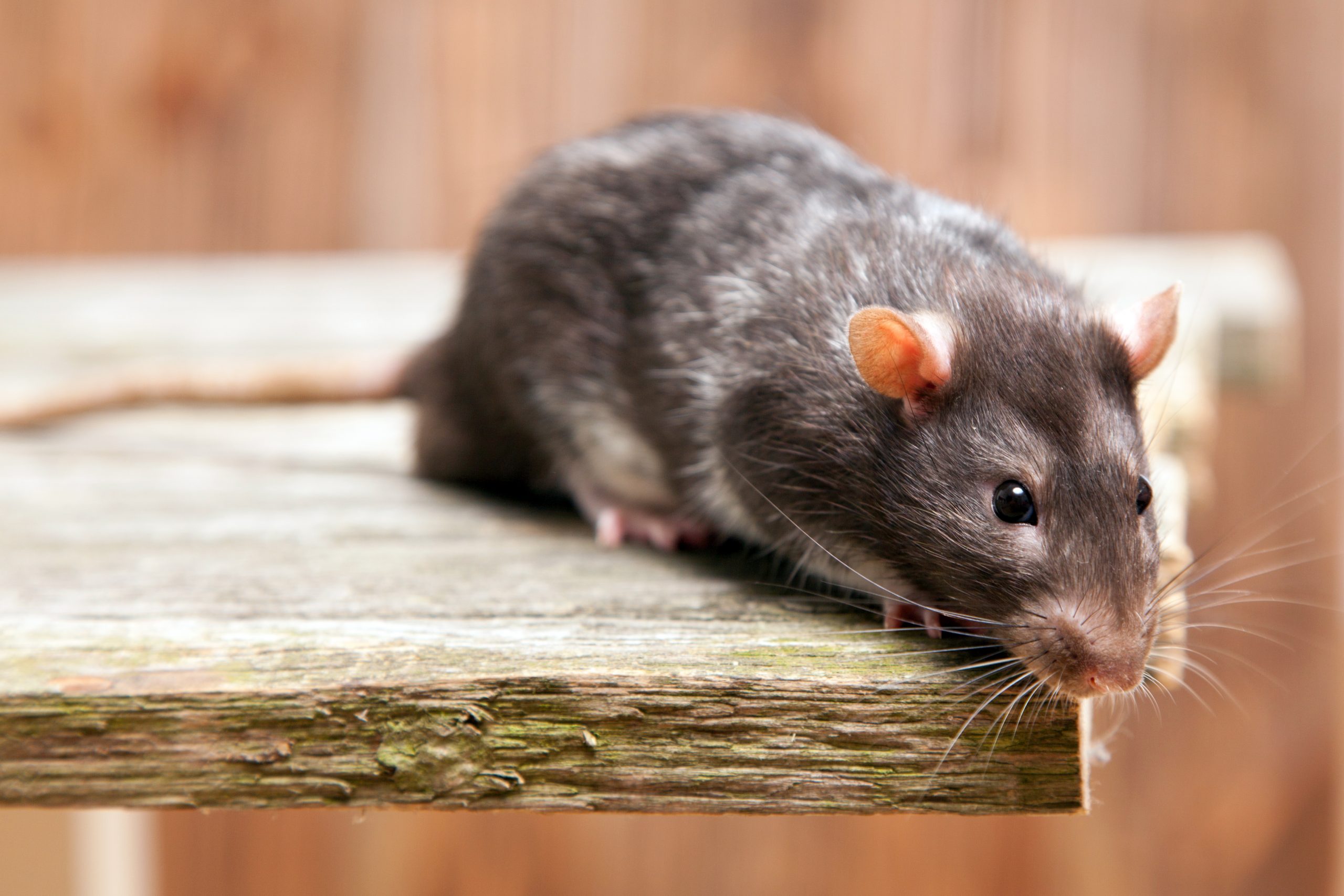 Mice vs. Rats: Identifying, Understanding, and Controlling Rodent ...
