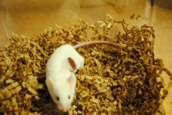 Mouse Facts - Habits, Habitat & Types of Mice